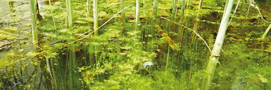Řasy v jezírku